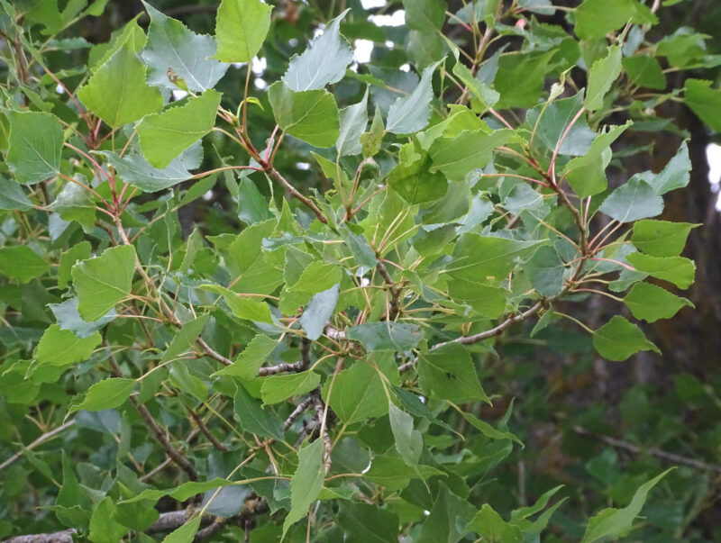 Populus nigra pyramidalis - Johann Heinrich Pestalozzi und die ...